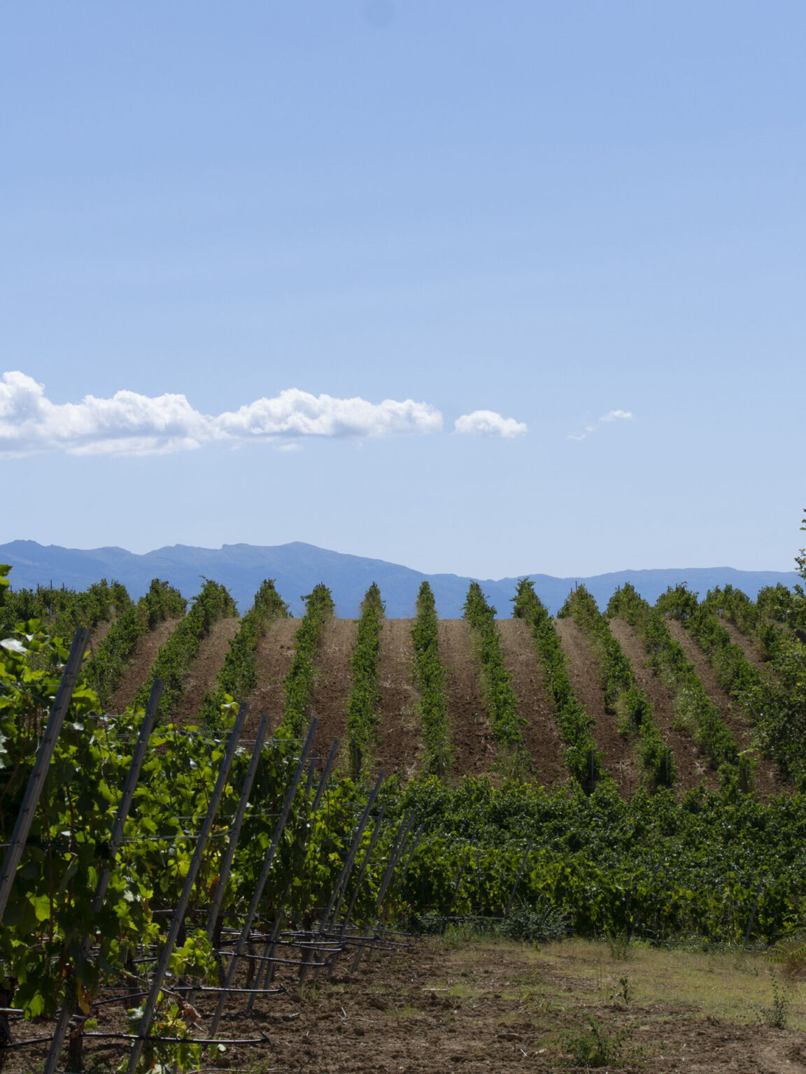 Bulgaria Gourmet The Food and Wine Tour | Sephardic Balkans